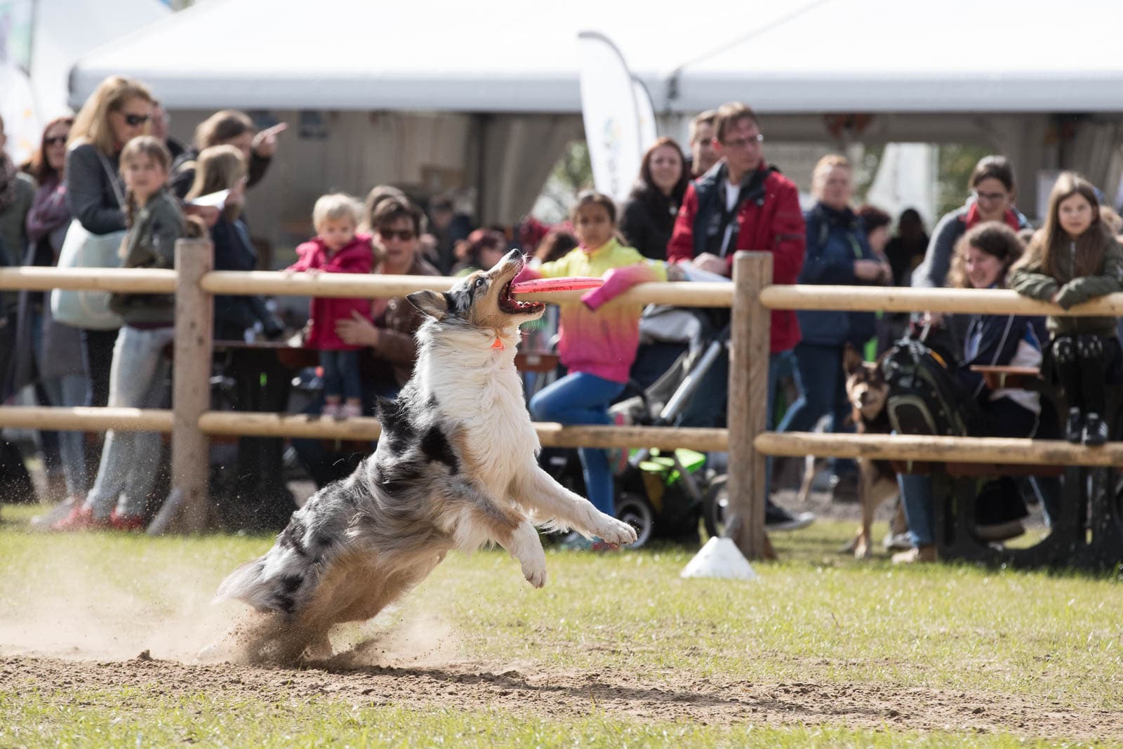 Animal Event - Dutch Pet Conference & Awards